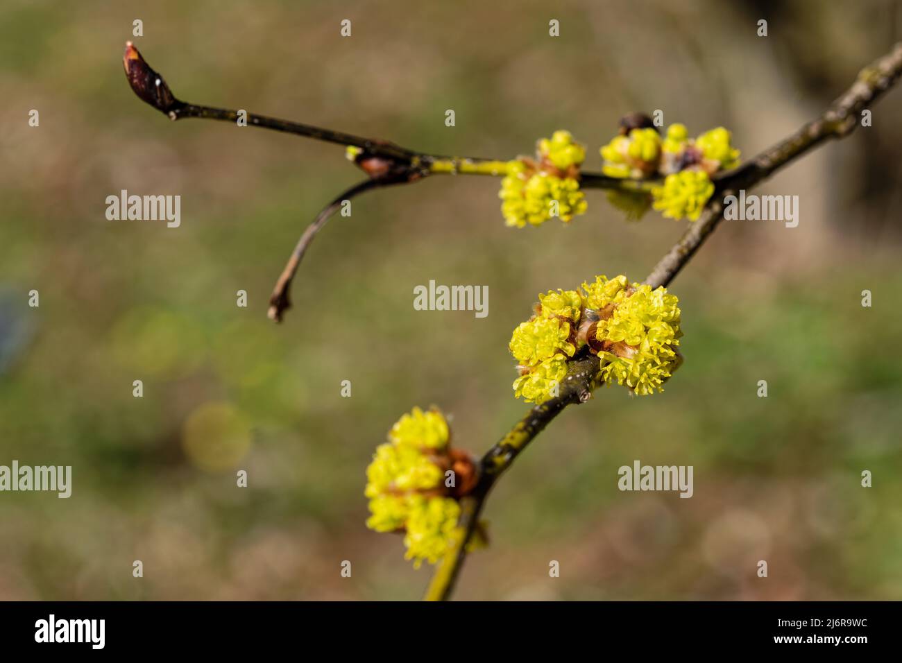 yellow flowers of the Japanese Spicebush or lindera obtusiloba Stock ...
