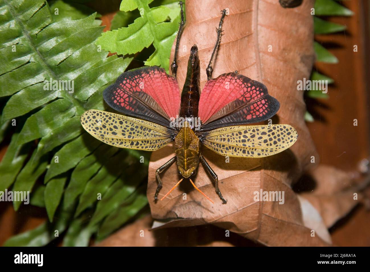 Insect insects wildlife panama hi-res stock photography and images - Alamy