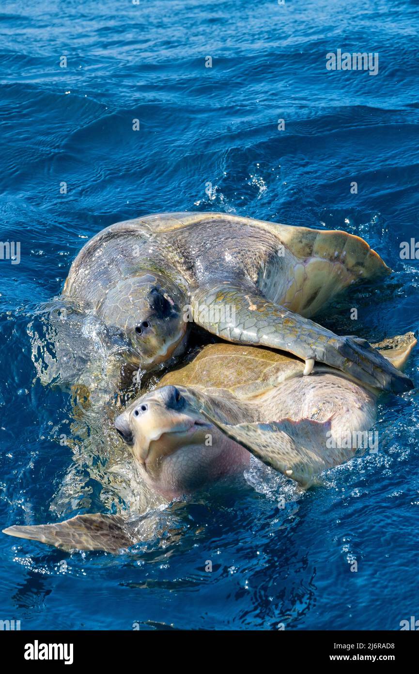 Olive ridley sea turtles or Lepidochelys olivacea during mating in the ...
