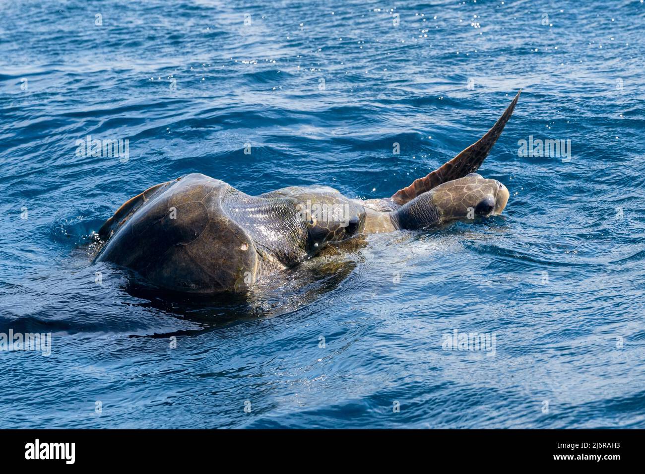 Adult olive ridley sea turtles hi-res stock photography and images - Alamy