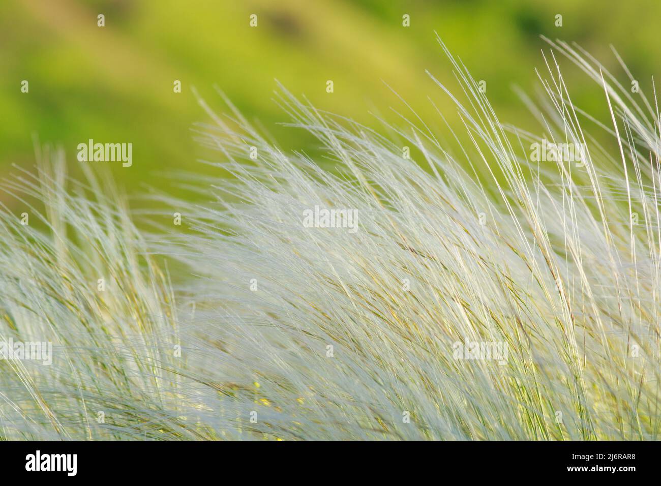 Nature background dry grass ears fluttering in the wind in a meadow ...