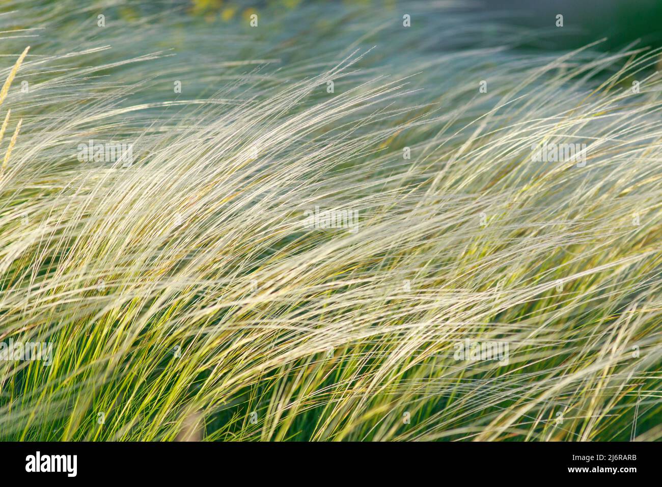 Nature background dry grass ears fluttering in the wind in a meadow ...