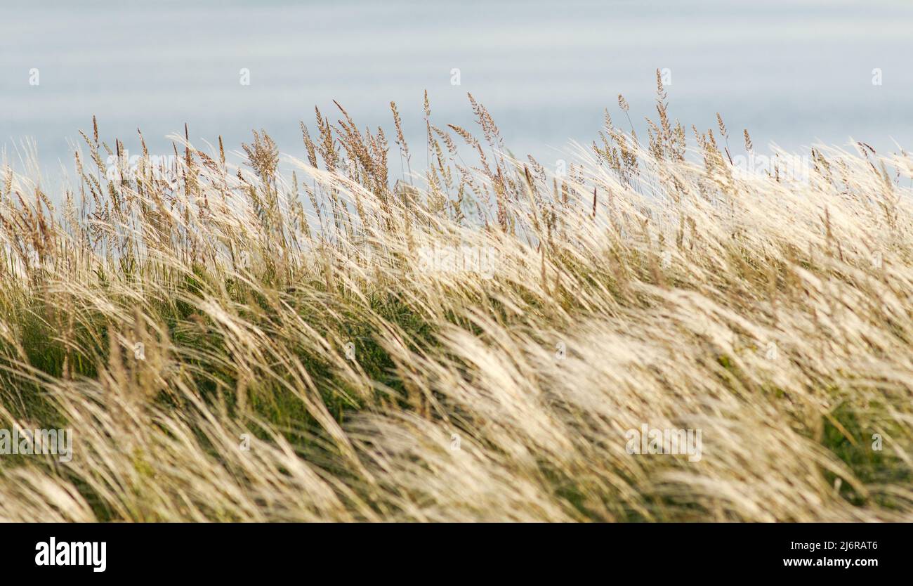 Nature background dry grass ears fluttering in the wind in a meadow ...