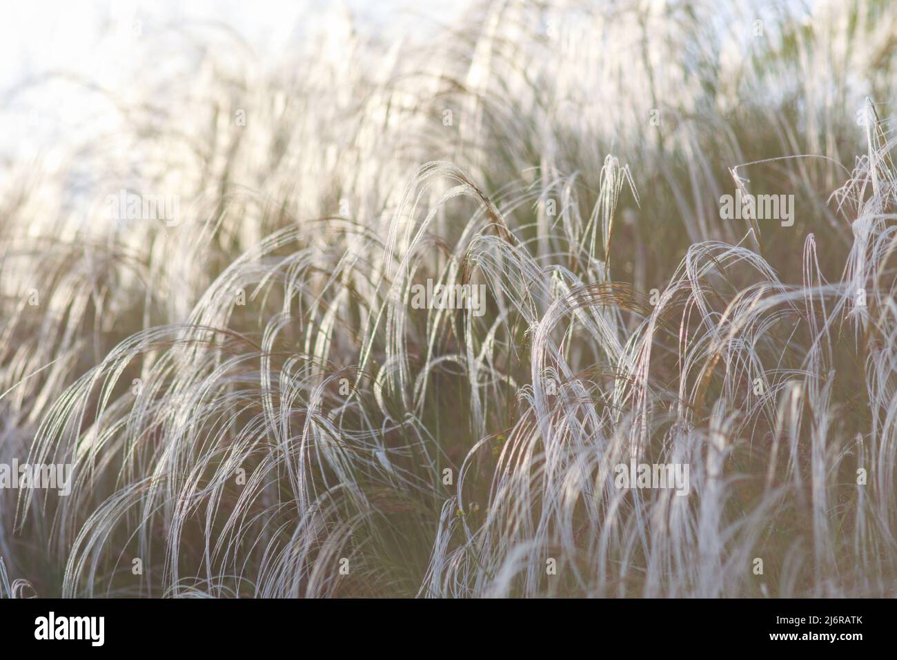 Nature background dry grass ears fluttering in the wind in a meadow ...