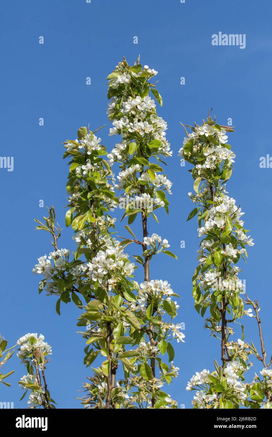 Conference pear tree hi-res stock photography and images - Alamy