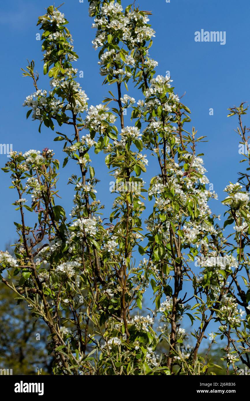 Conference pear tree hi-res stock photography and images - Alamy