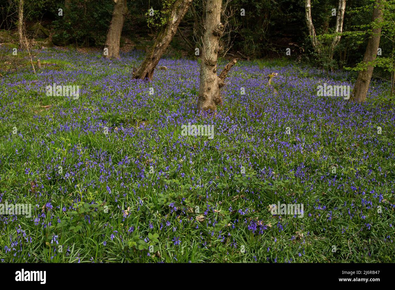 English bluebells in Midgeley Woods, Baildon, Yorkshire. Native ...