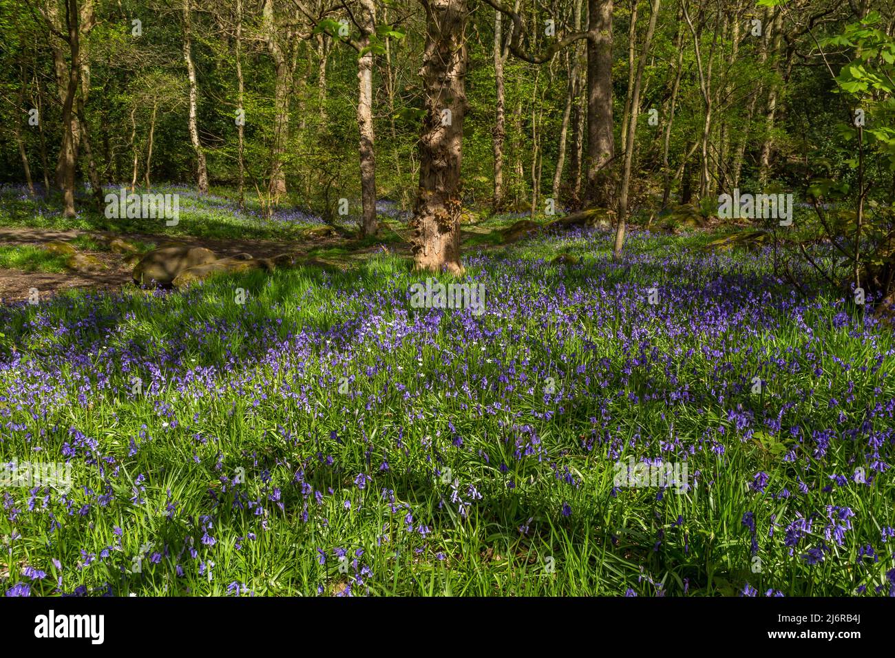 English bluebells in Midgeley Woods, Baildon, Yorkshire. Native ...