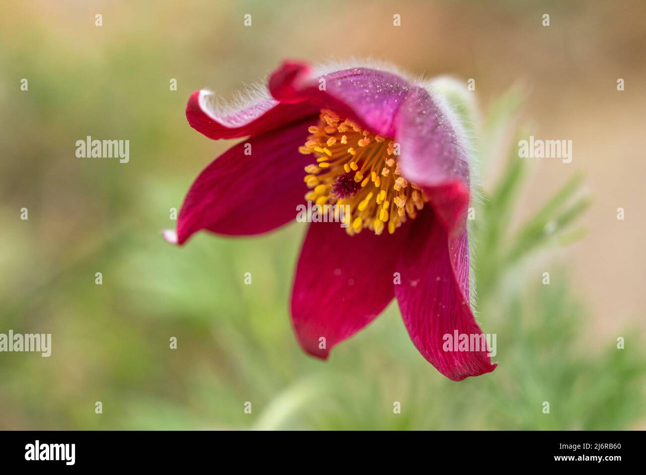 Pulsatilla vulgaris red hi-res stock photography and images - Alamy