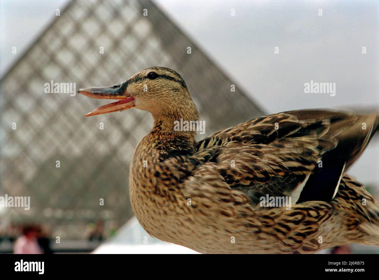 A female duck in front of the musée du Louvre’s glass pyramid, in the ...