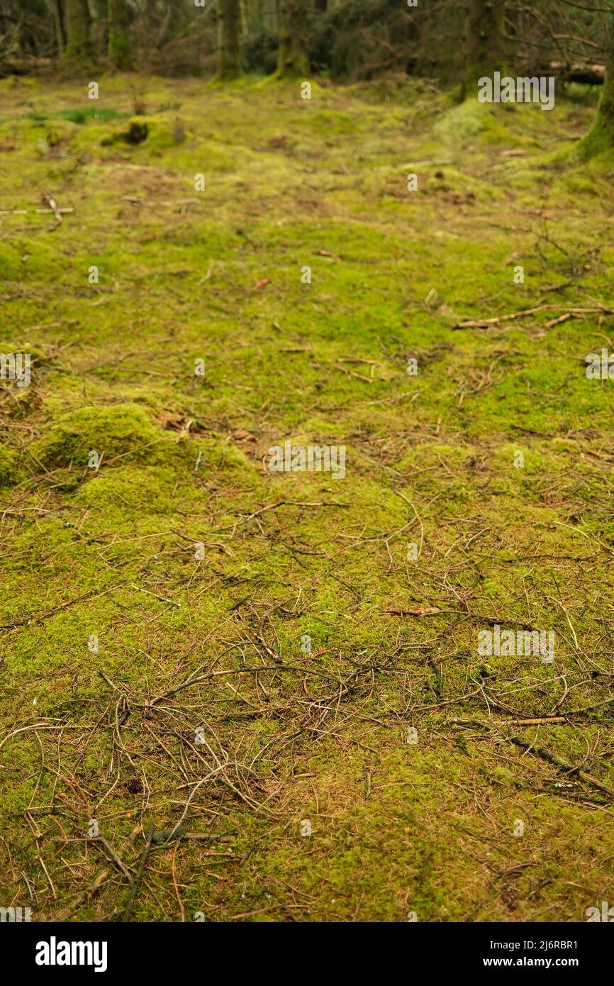 May 2022 - Green moss cover the forest glade clearing floor Stock Photo ...