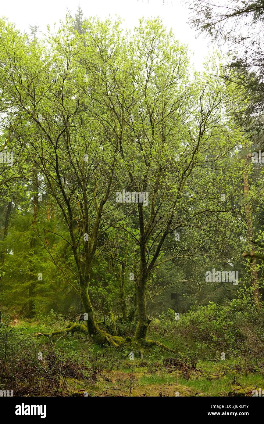 English forest trees hi-res stock photography and images - Alamy