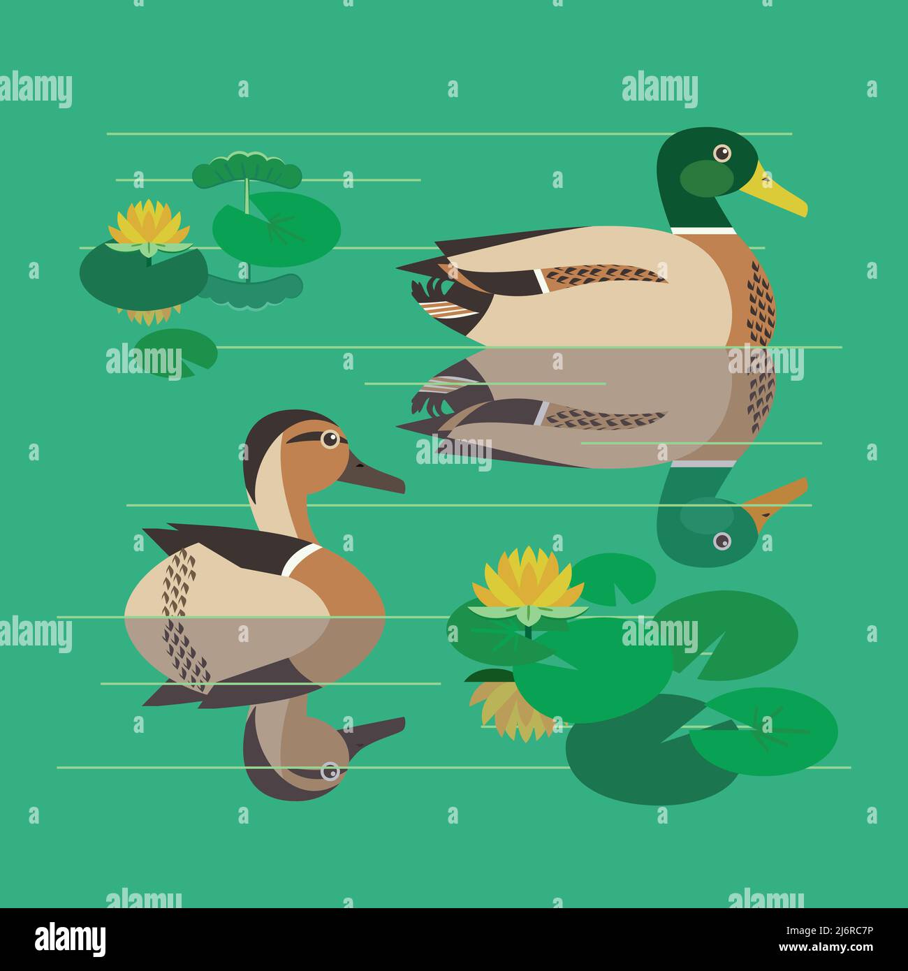 Breeding male ducks Stock Vector Images - Alamy