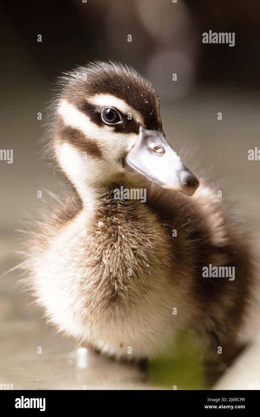 Baby duck puddle hi-res stock photography and images - Alamy