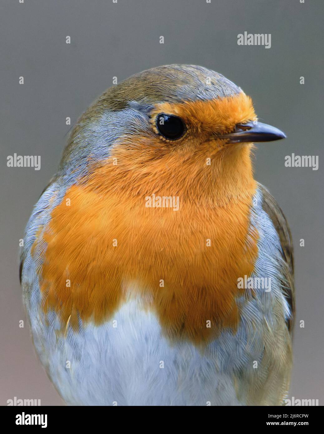 Robin red background hi-res stock photography and images - Alamy