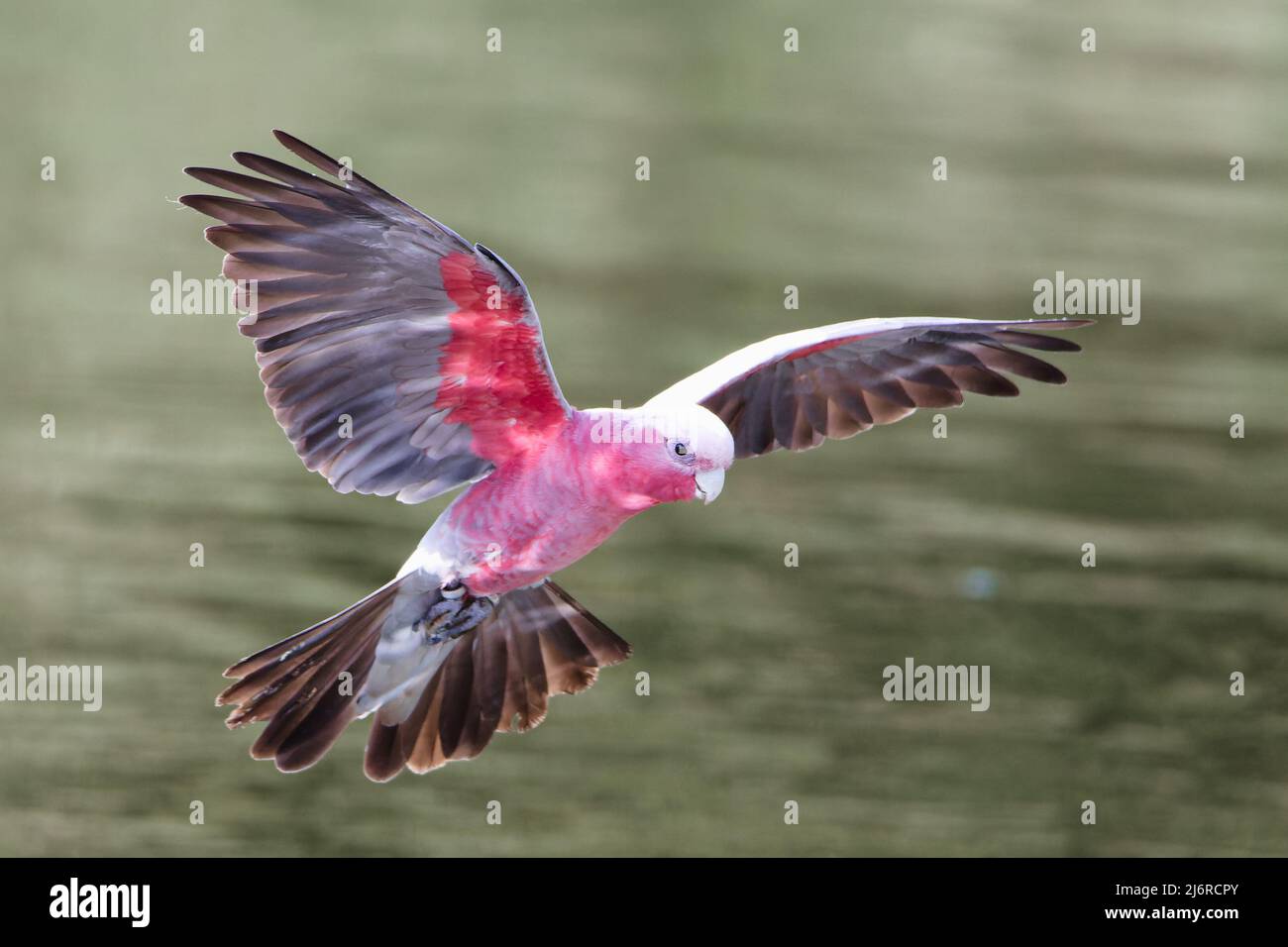 Galah bird hi-res stock photography and images - Alamy
