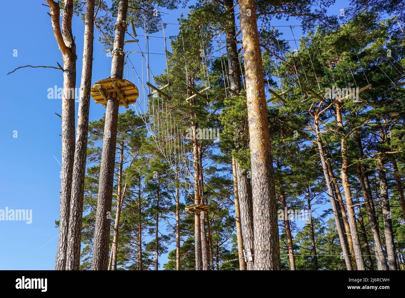 very high rope and logs bridge in a pine forest, part of a ropes course ...