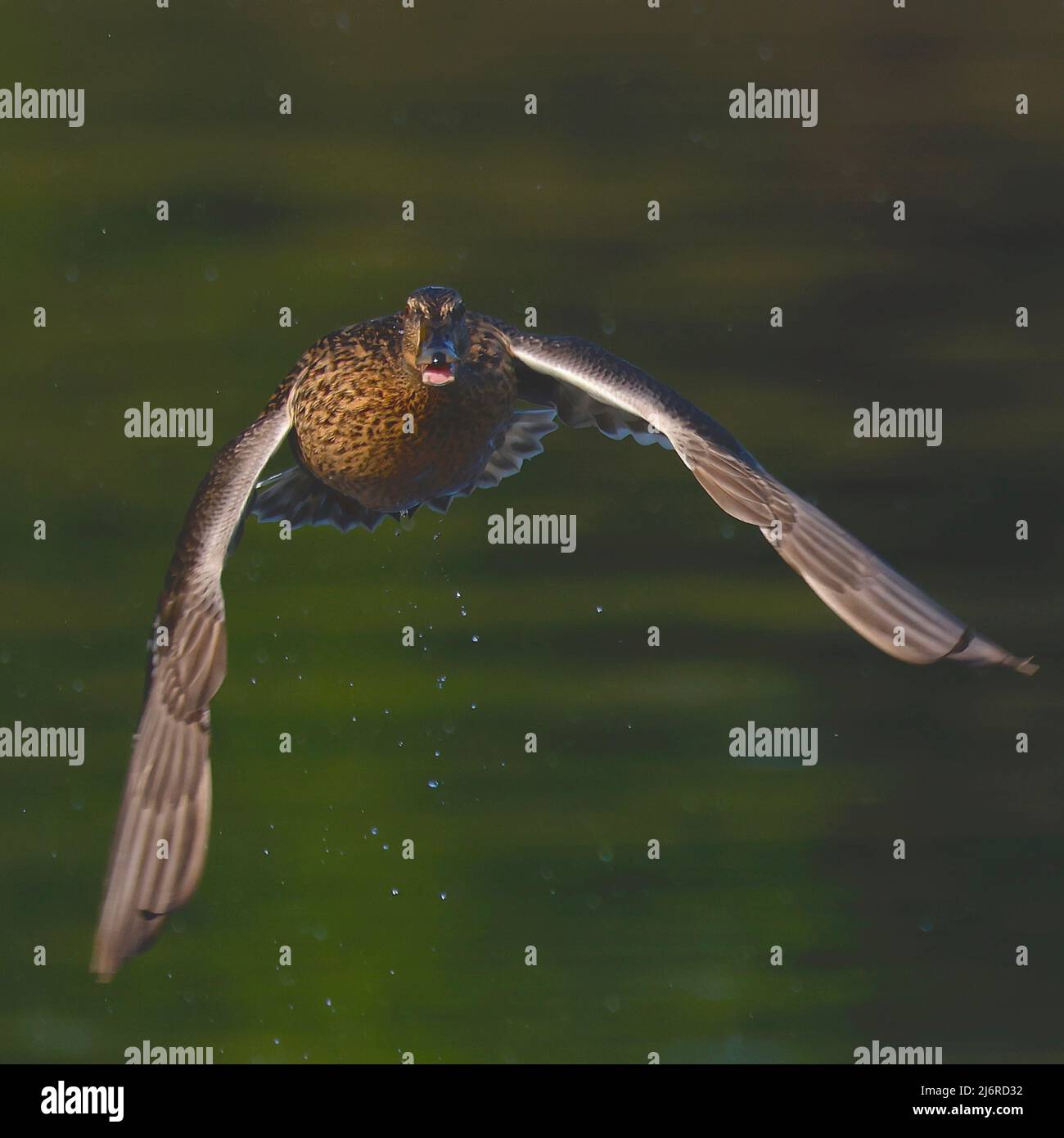 Flying white duck hi-res stock photography and images - Alamy