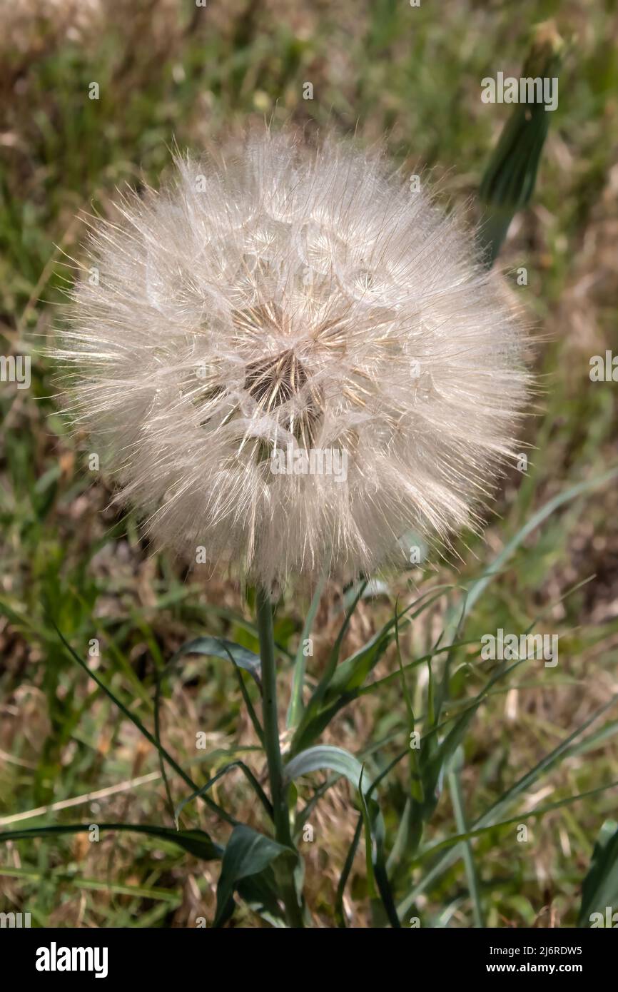 Dandelion field botany hi-res stock photography and images - Alamy