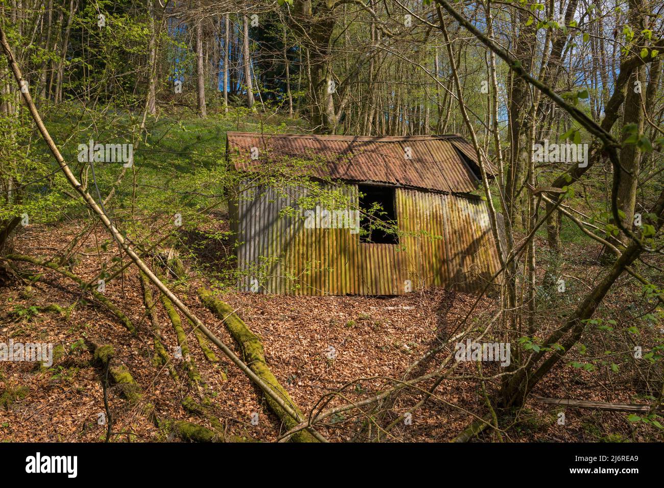 Old derelict corrugated shed or hut in a woodland decaying Stock Photo ...