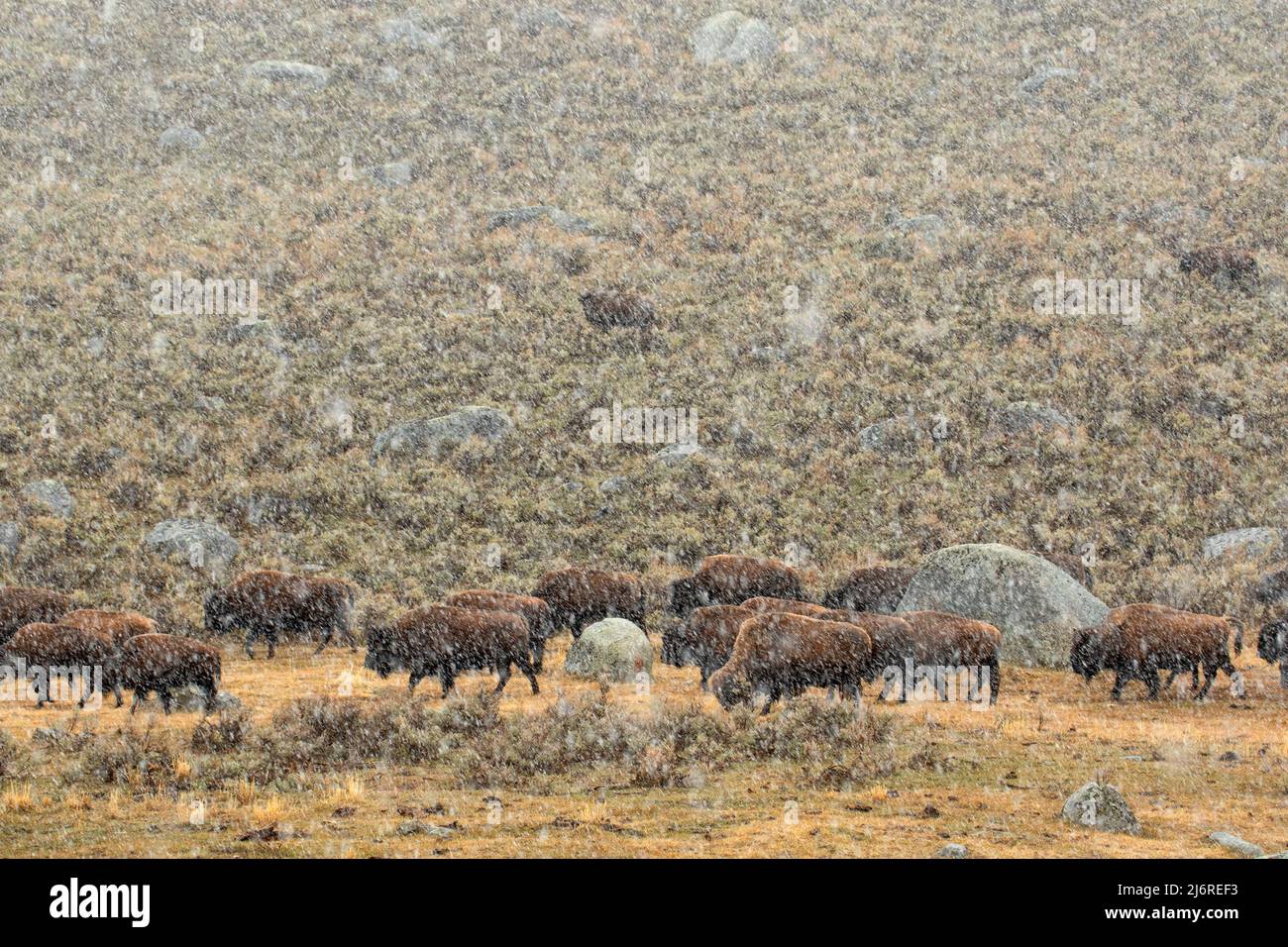 Bison heritage hi-res stock photography and images - Alamy