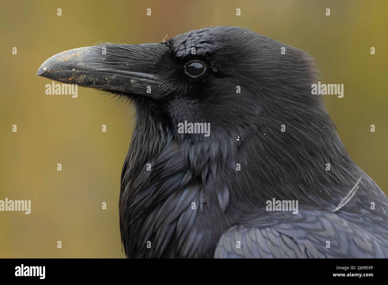 Raven yellowstone yellowstone national park hi-res stock photography ...