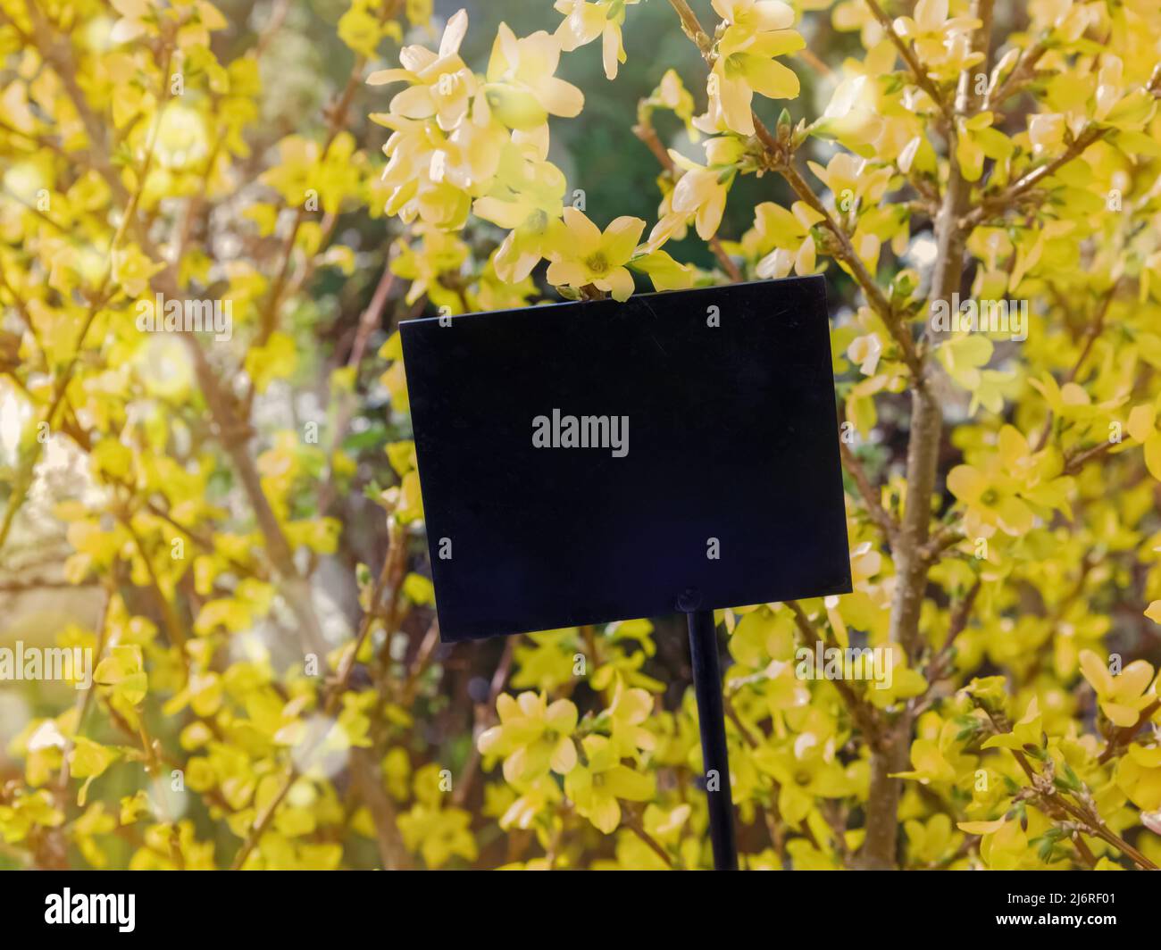 Natural background of yellow spring flowers. Closeup of blooming ...