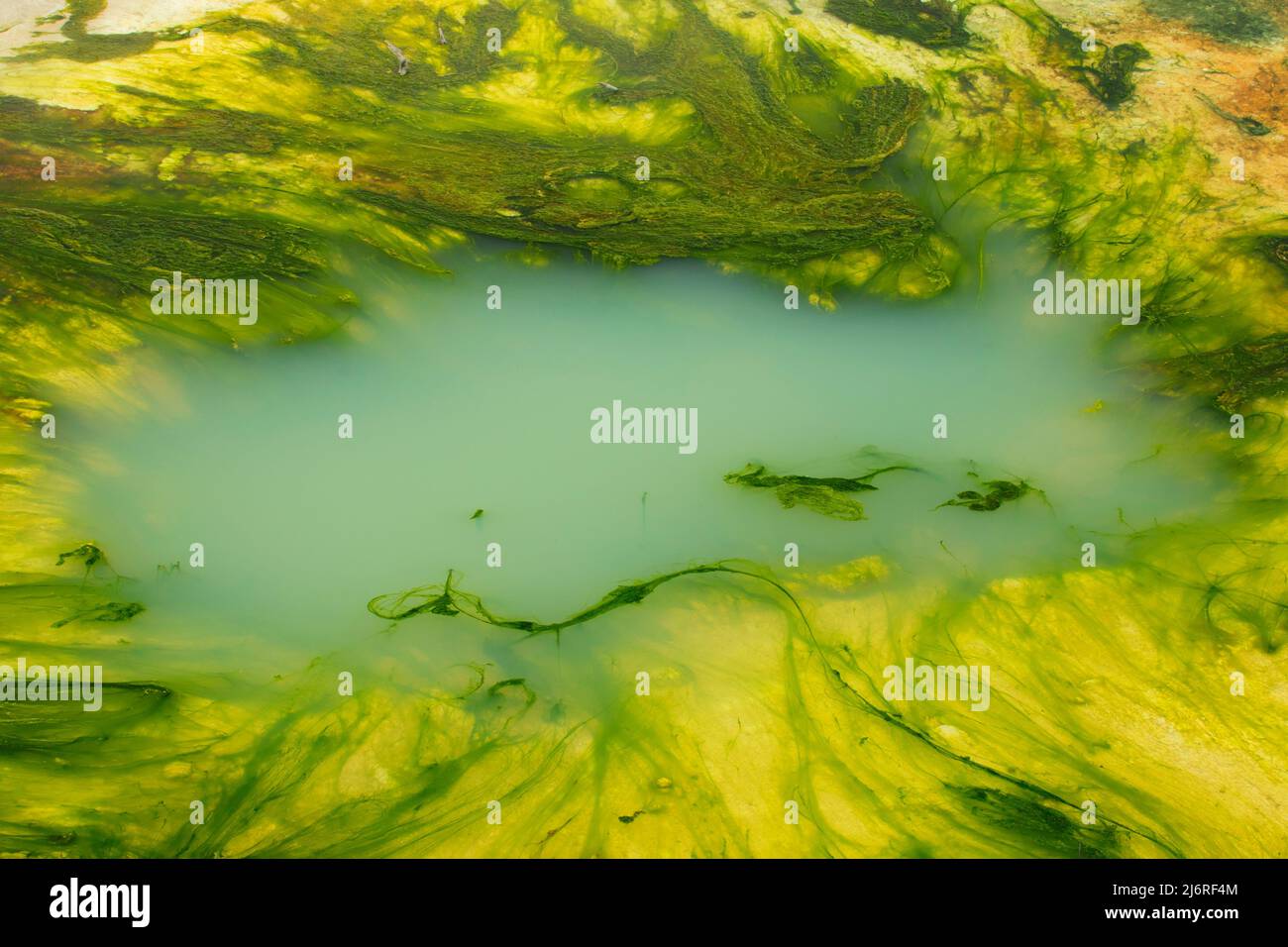 Algae in Porcelain Spring at Norris Geyser Basin, Yellowstone National ...