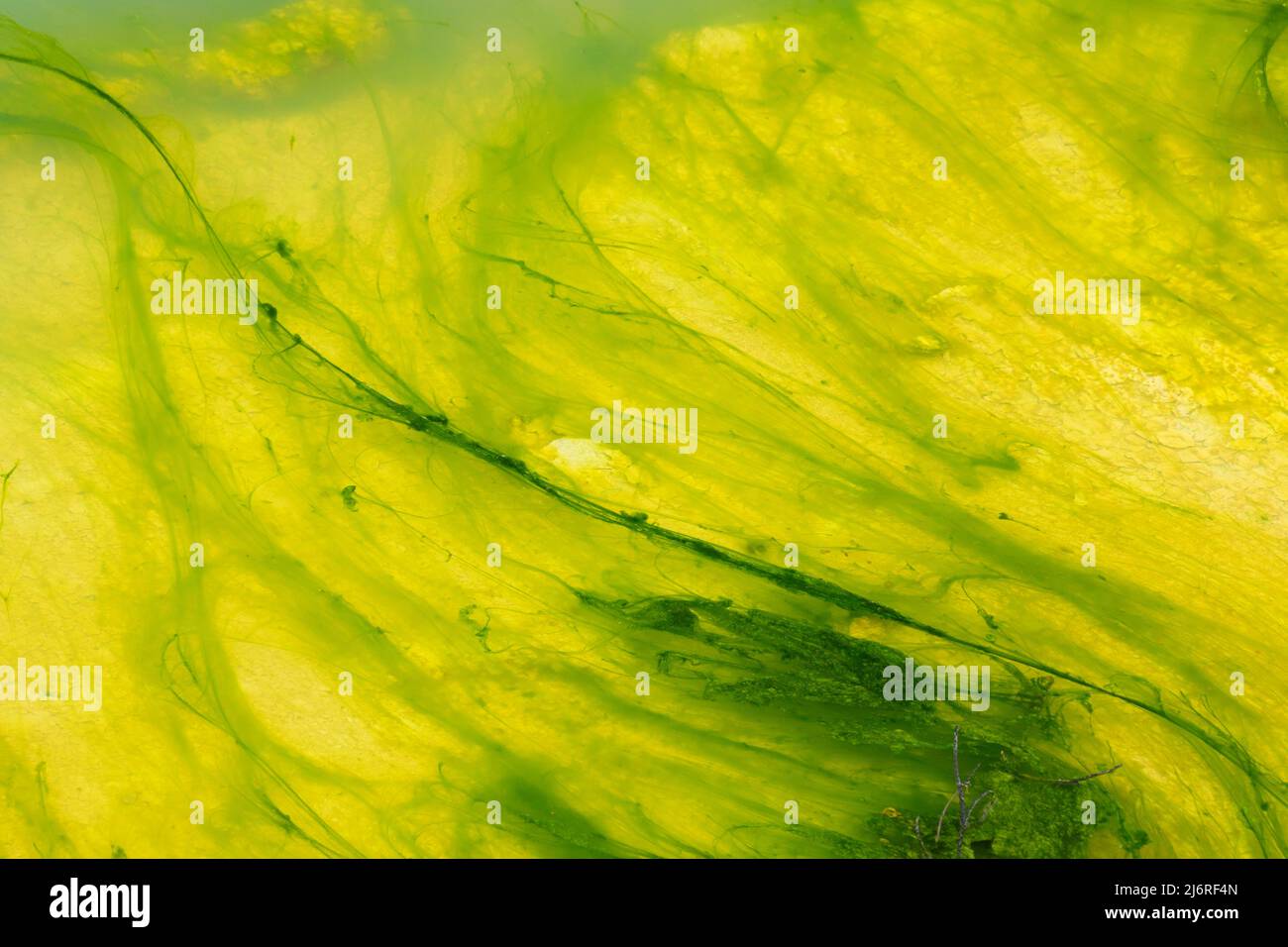 Hot springs algae hi-res stock photography and images - Alamy