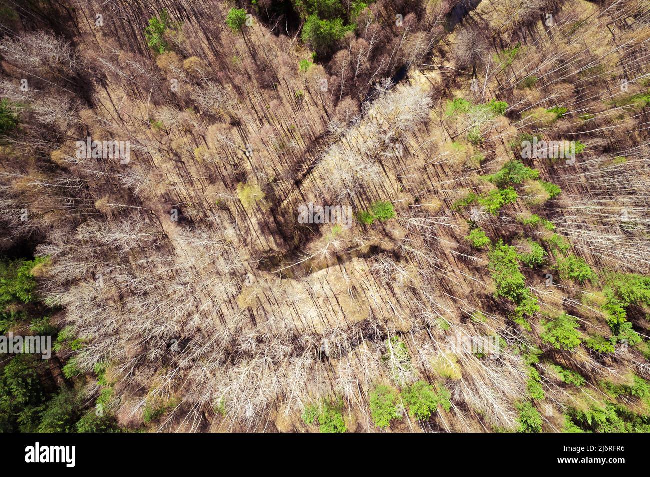 Top down view pine tree hi-res stock photography and images - Alamy