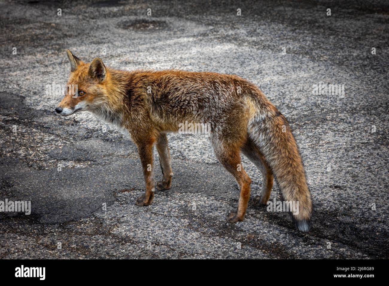 Cute wild fox crossing a street Stock Photo - Alamy