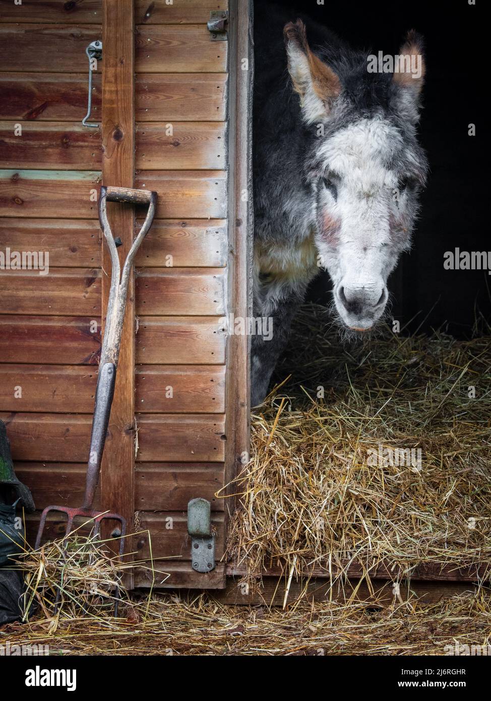 Curious donkey peering from stable with a spade and hay Stock Photo - Alamy
