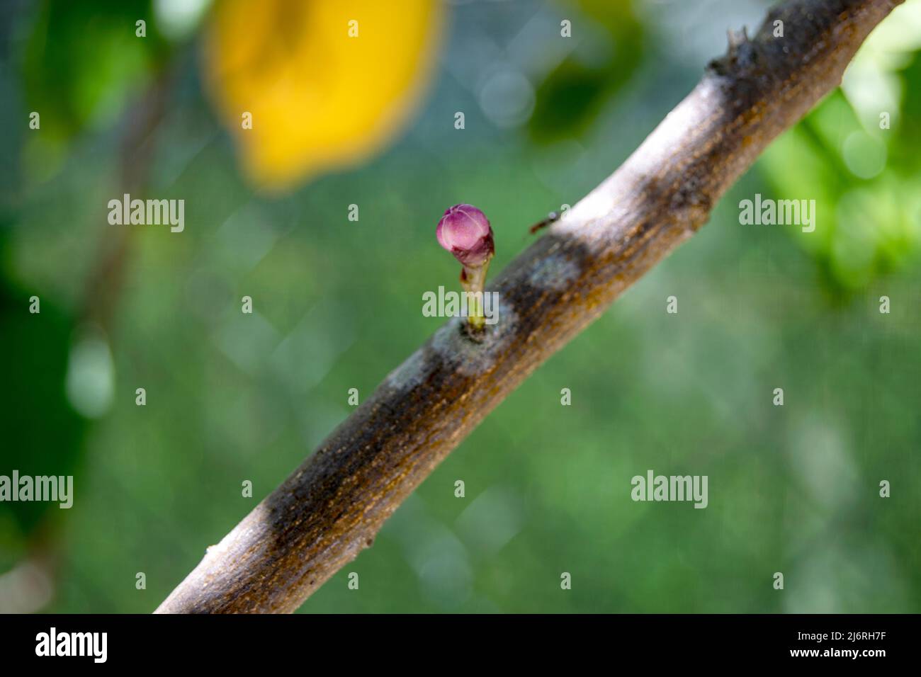 Branch with lemon blooms hi-res stock photography and images - Alamy