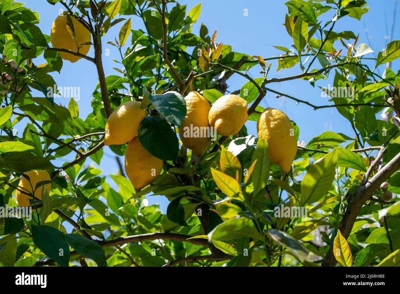 Many fresh ripe lemons on a lemon tree, yellow fruits Stock Photo - Alamy