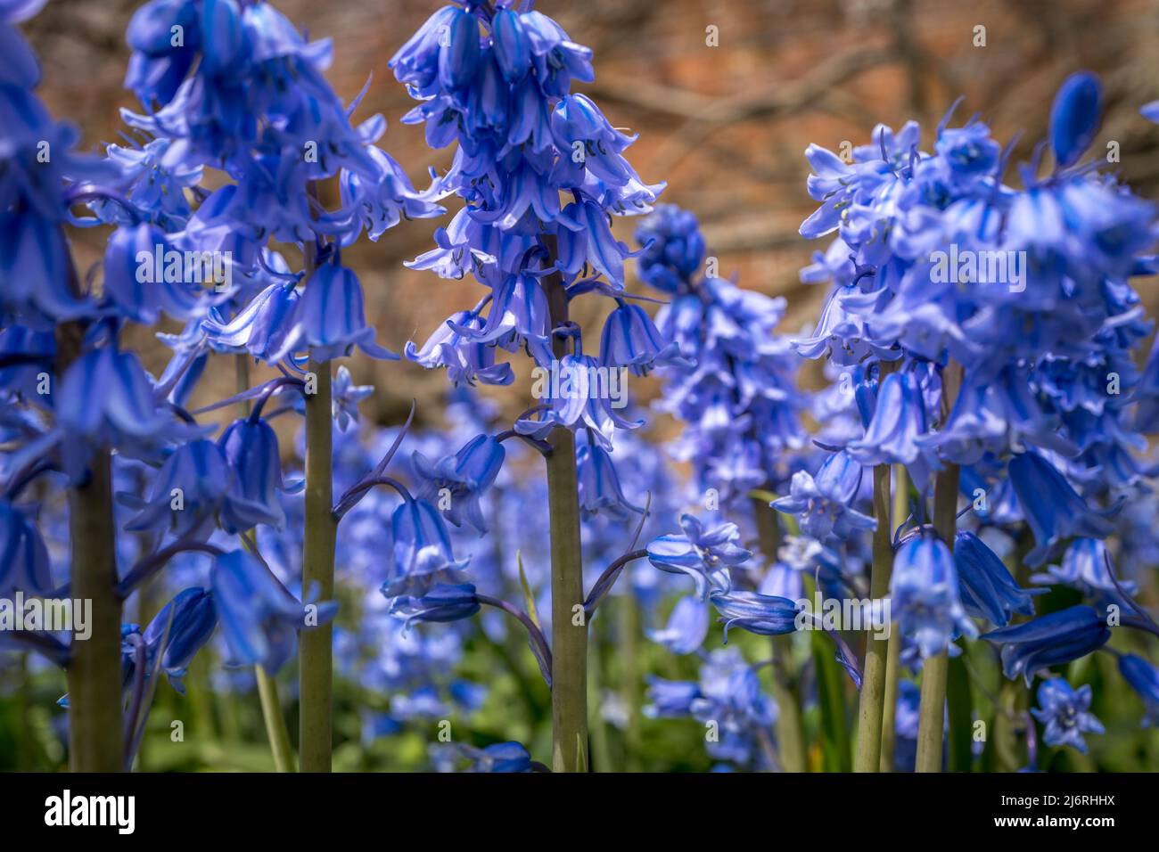 Invasive bluebell hi-res stock photography and images - Alamy