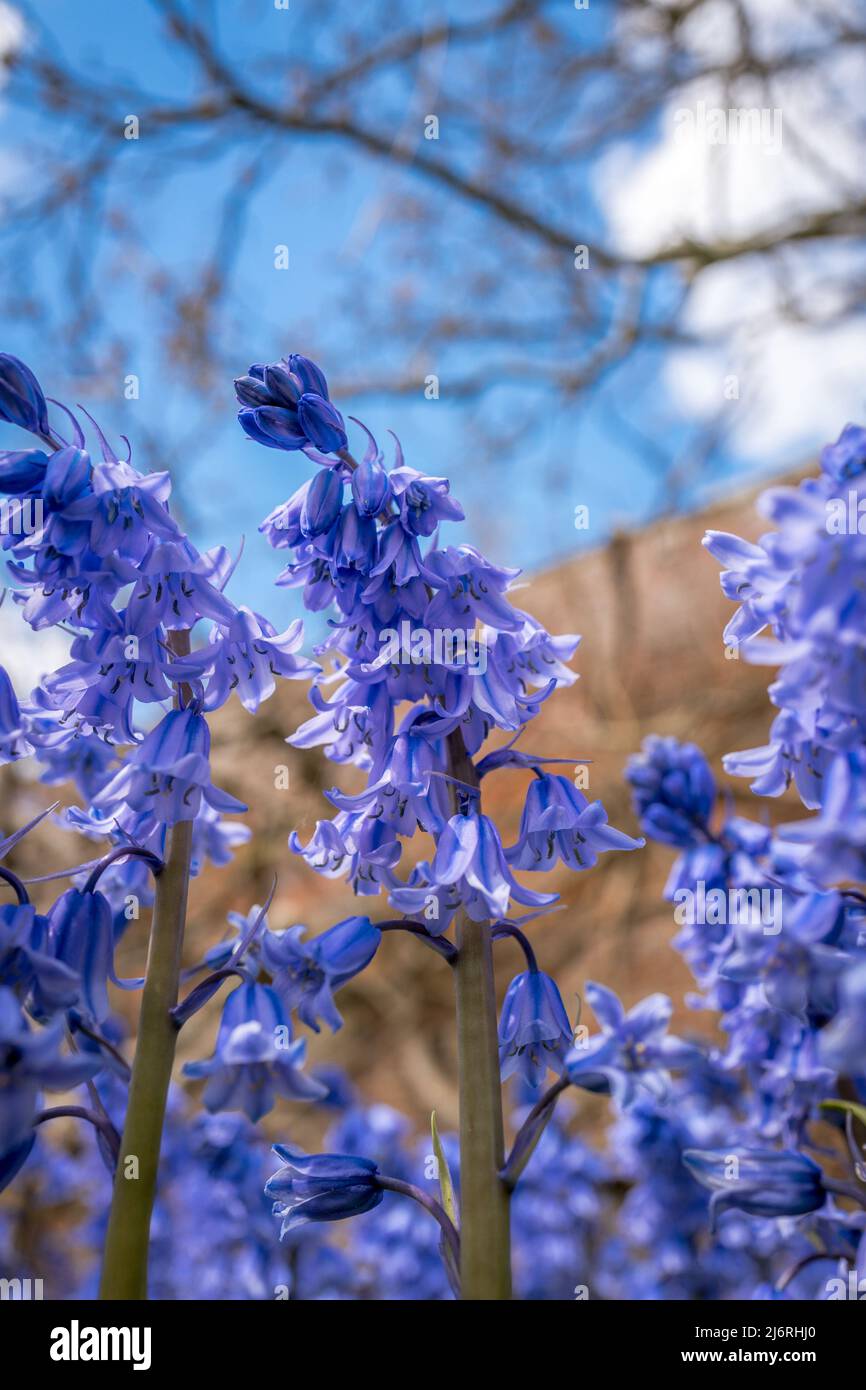 Invasive wild flower hi-res stock photography and images - Alamy