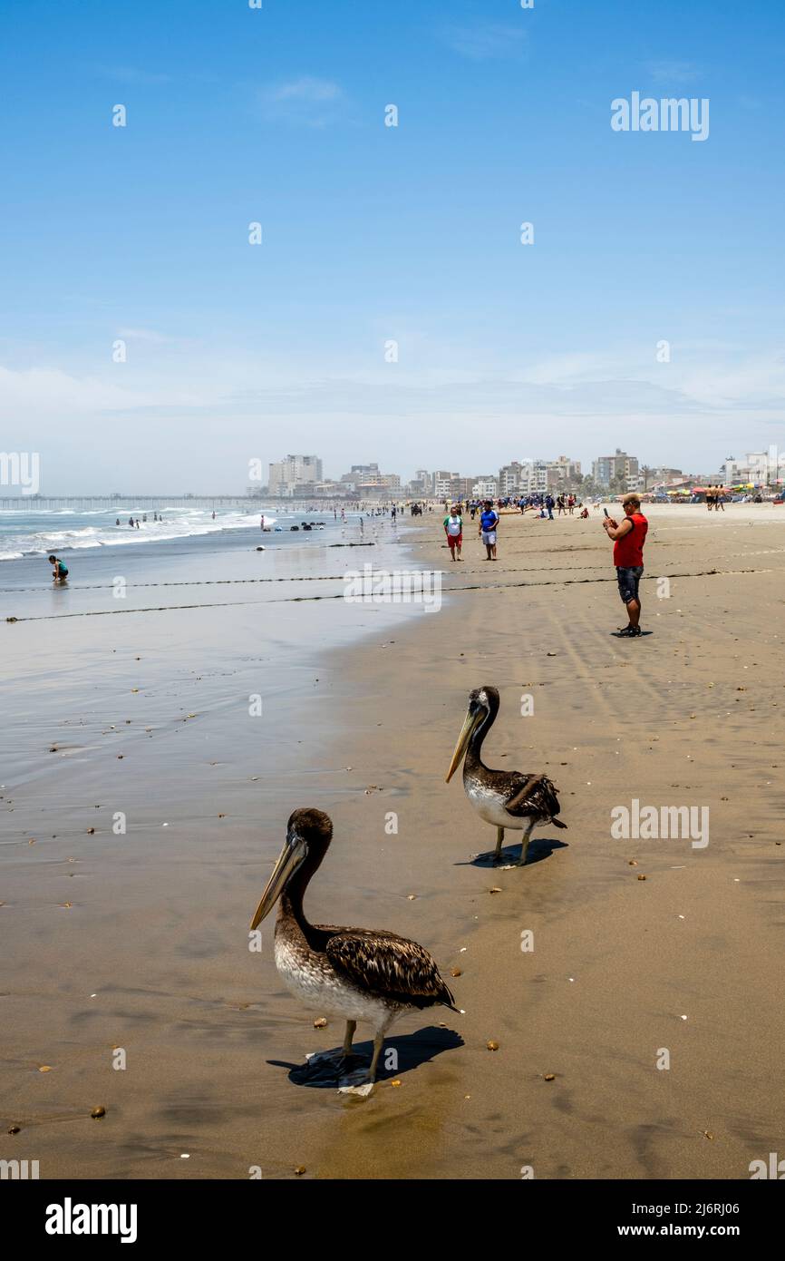 Pelicans On Pimentel Beach, Chiclayo, Chiclayo Province, Peru Stock ...