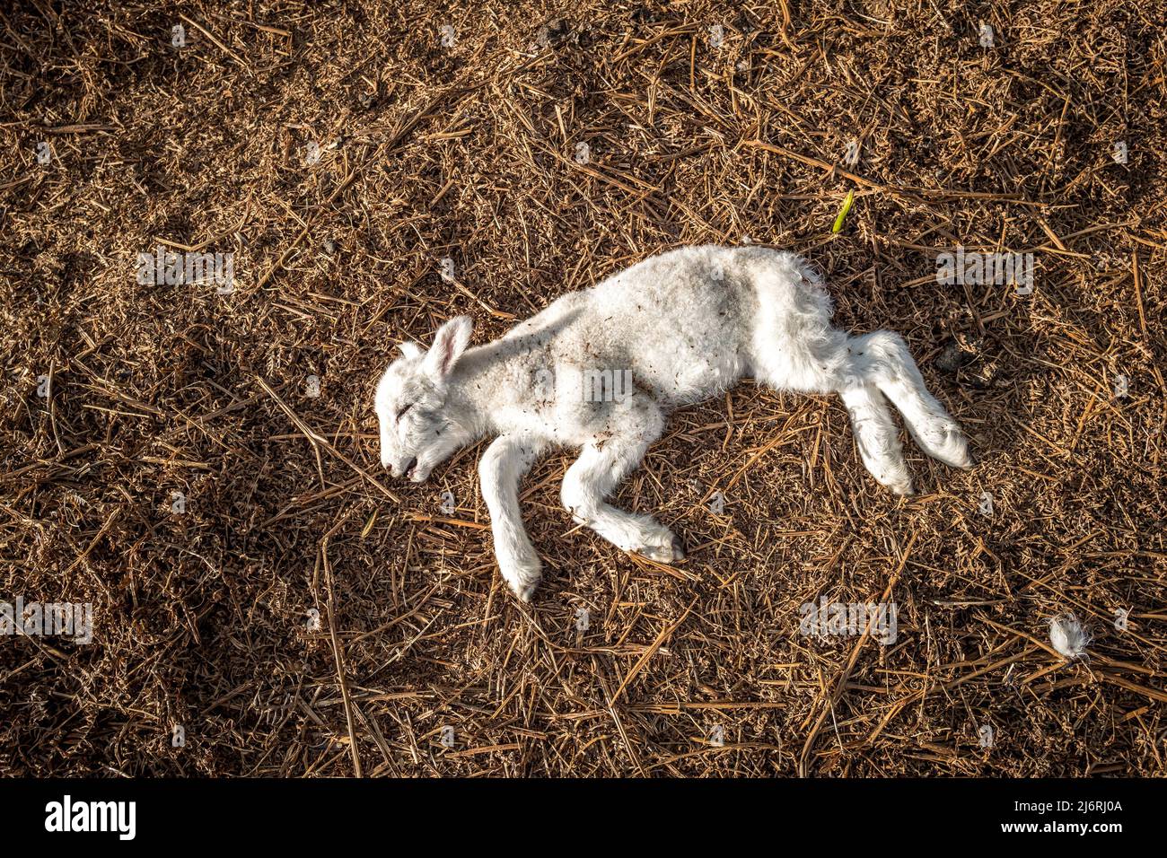Dead lamb hi-res stock photography and images - Alamy