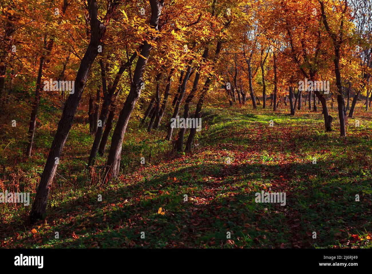 Colorful park in the autumn . Walnut trees in the fall season Stock ...