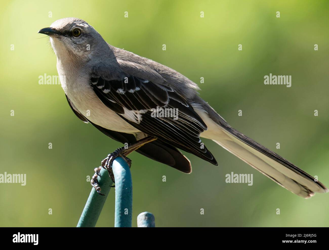 Mockingbird tail hi-res stock photography and images - Alamy