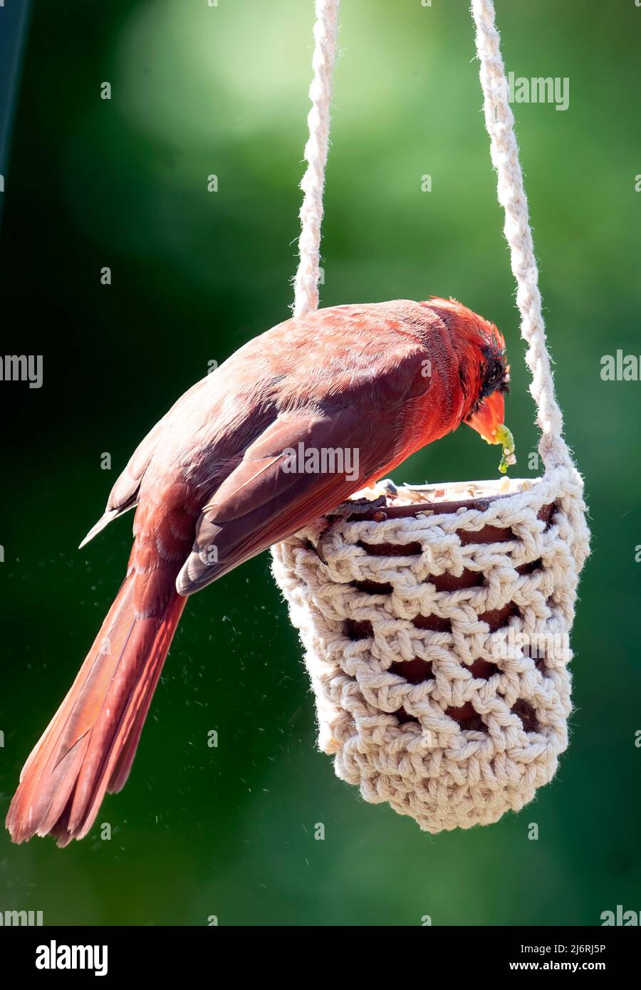 Northern Cardinal nibbles away in a small hanging bird feeder Stock ...