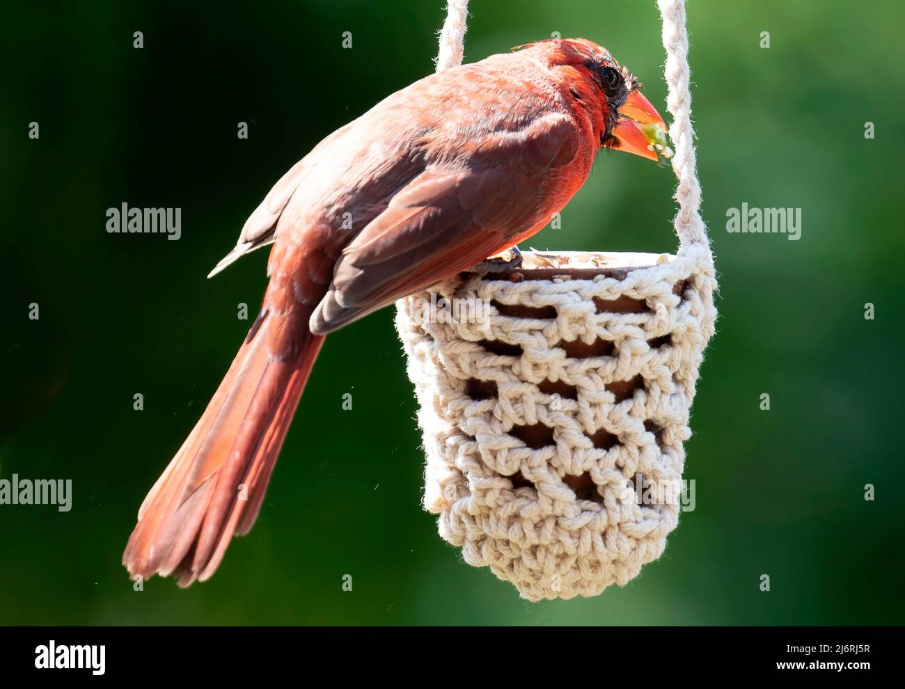 Small nibbles hi-res stock photography and images - Alamy