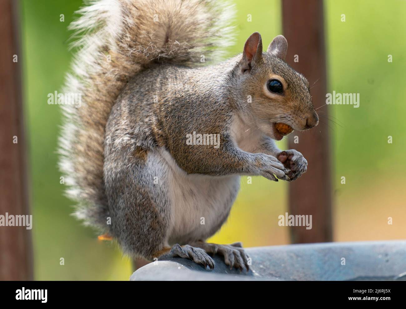 A garden squirrel nibbles on a peanut Stock Photo - Alamy