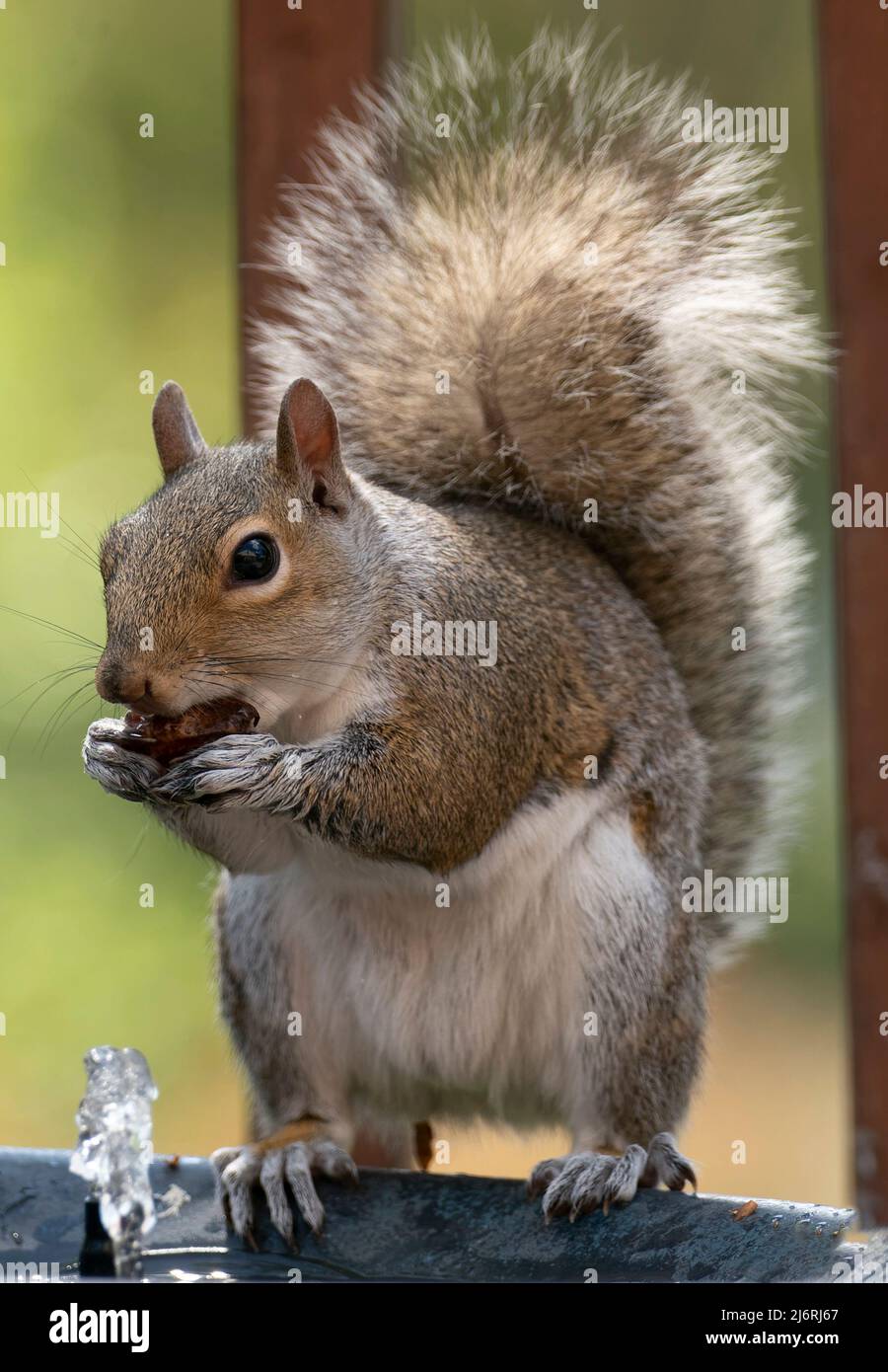 A garden squirrel nibbles on a peanut Stock Photo - Alamy