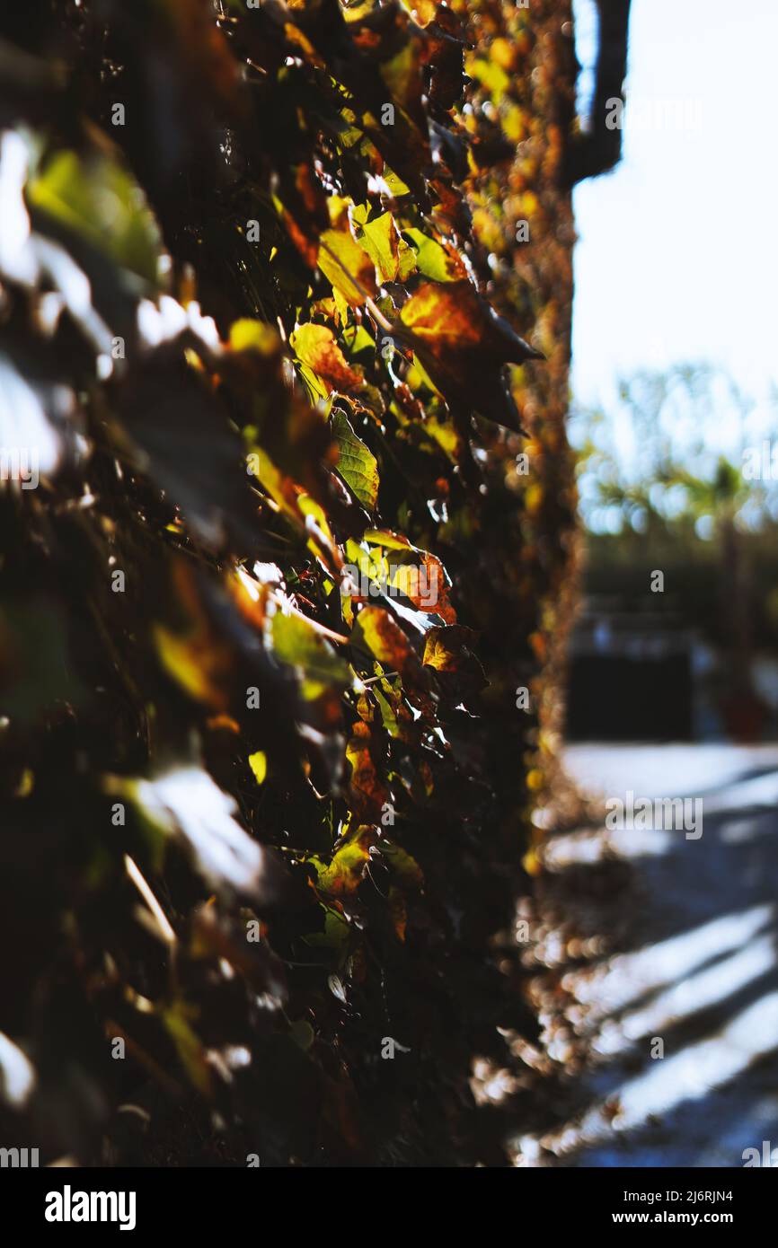 Tree leaves close up Stock Photo - Alamy