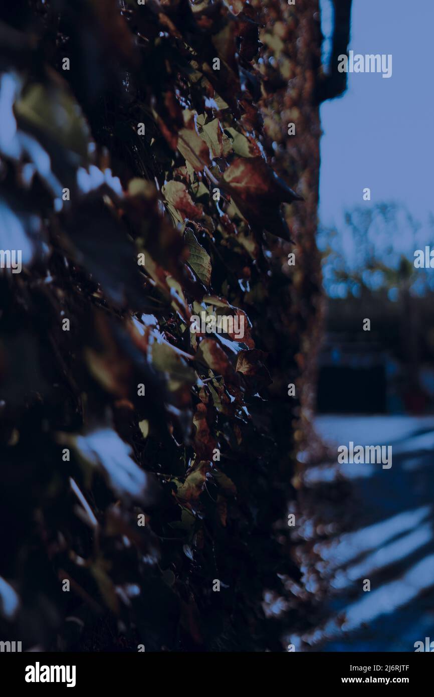 Leaf close up. Details photo Stock Photo - Alamy