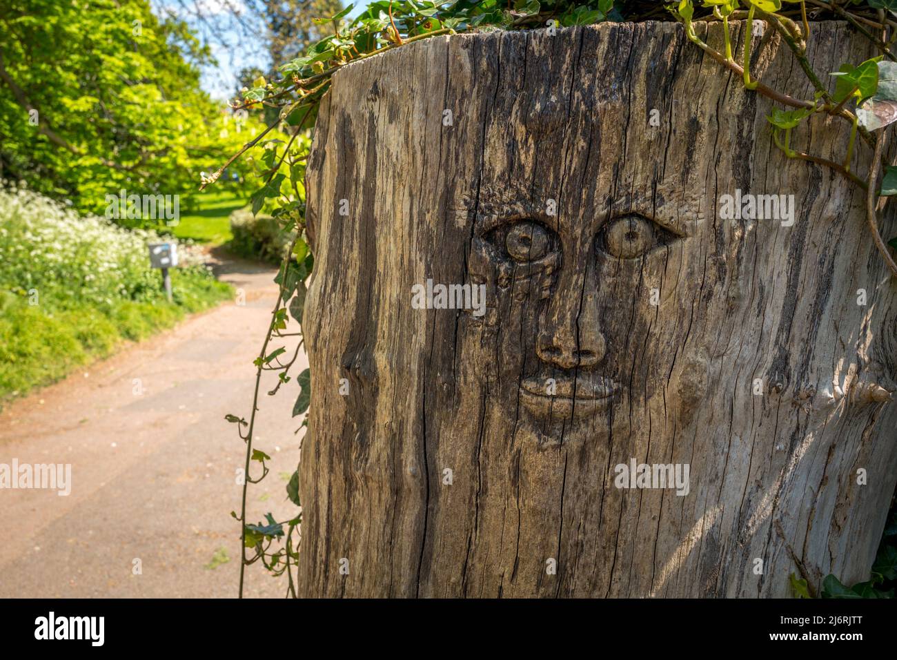 Tree face carving hi-res stock photography and images - Alamy