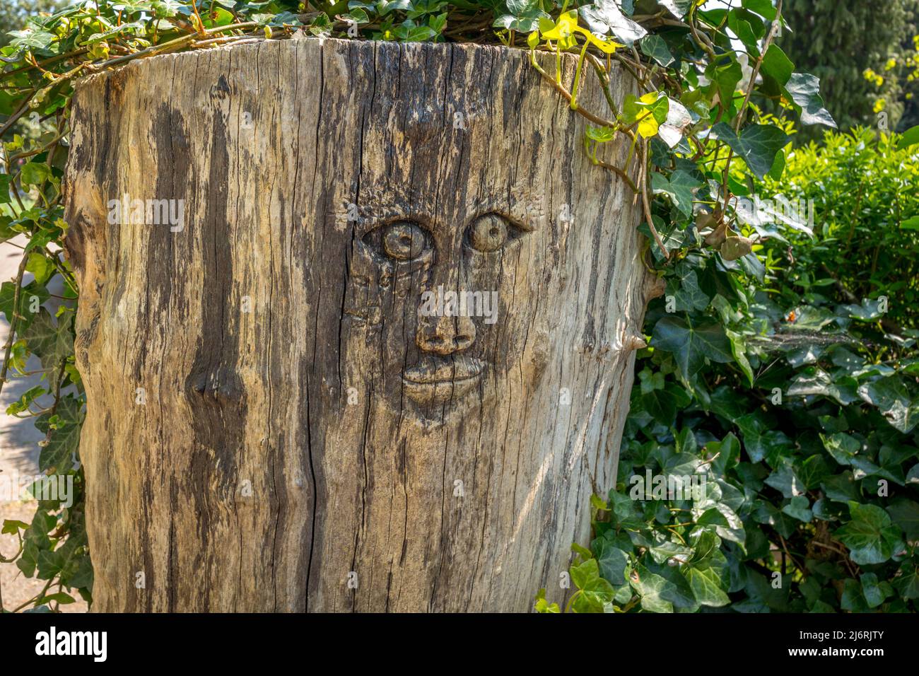 Tree face carving hi-res stock photography and images - Alamy