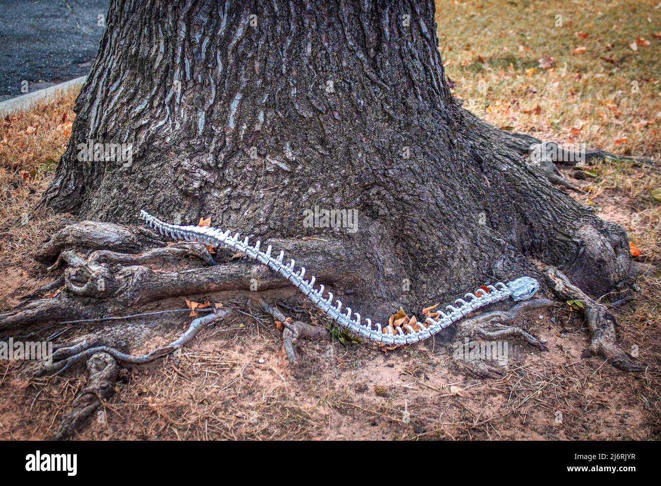 Skeleton head poisonous snake head hi-res stock photography and images ...