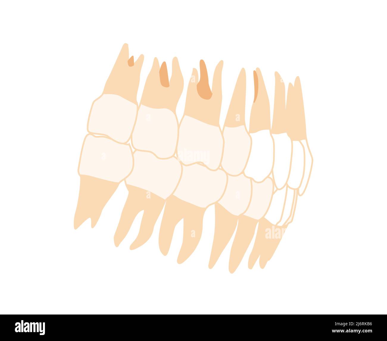 Human Teeth Denture Set Closeup Human side lateral view. Human jaws ...